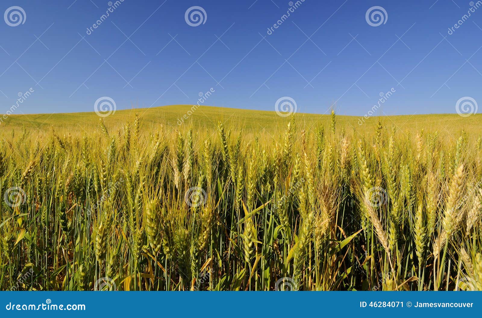 Barley fields stock image. Image of agriculture, barley - 46284071