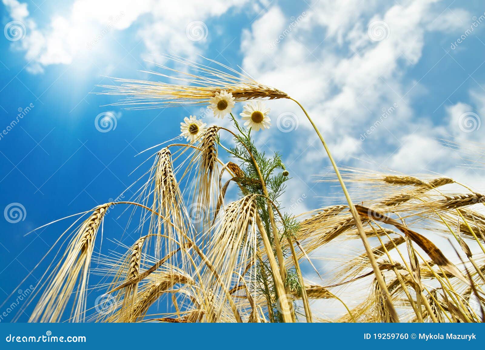 Barley with flowers stock photo. Image of corn, environment - 19259760