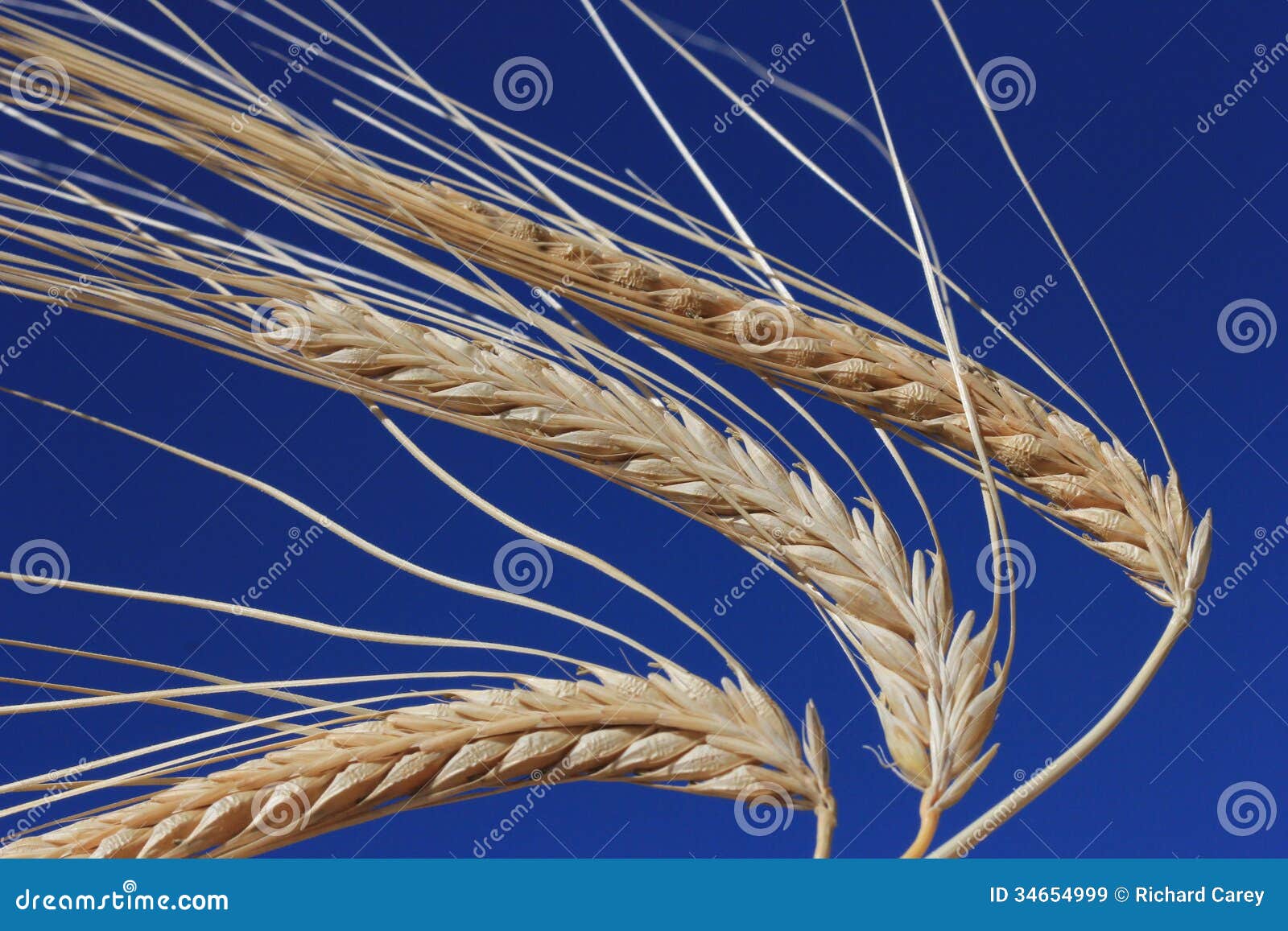 Barley stock image. Image of food, barley, grass, blue - 34654999