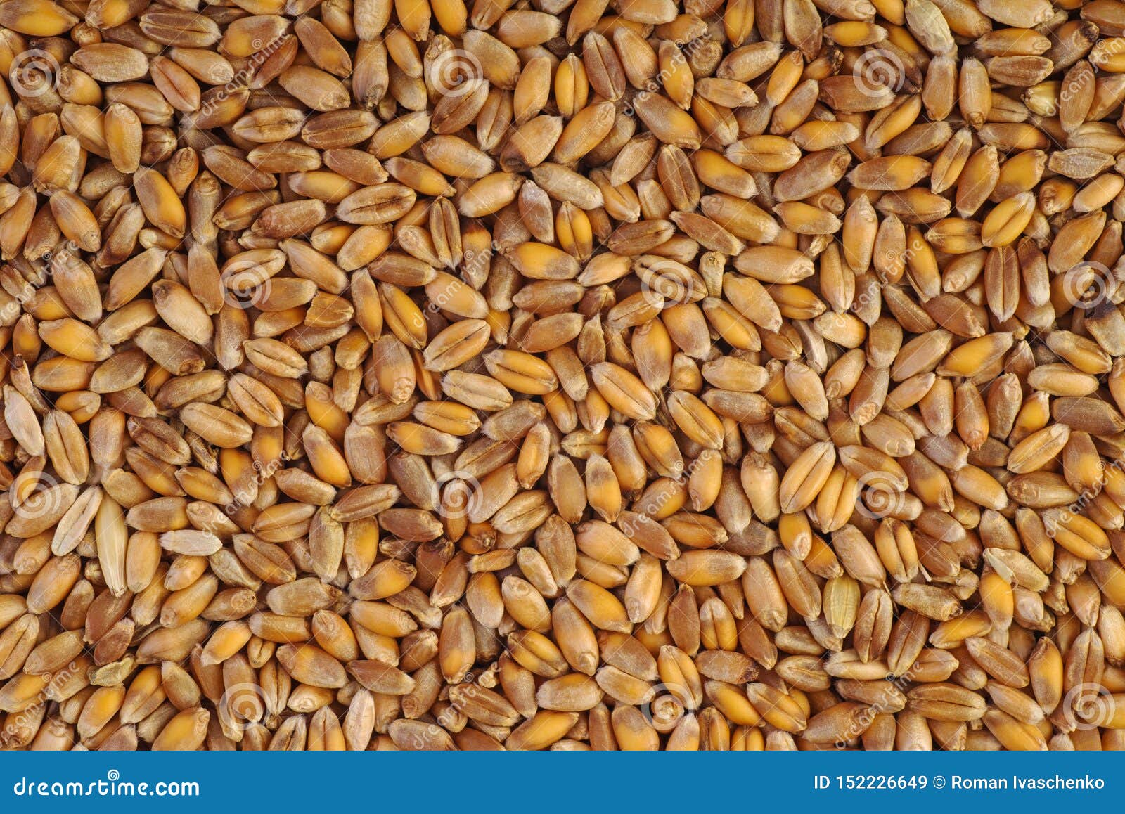 Barley grain stock image. Image of full, natural, background - 152226649