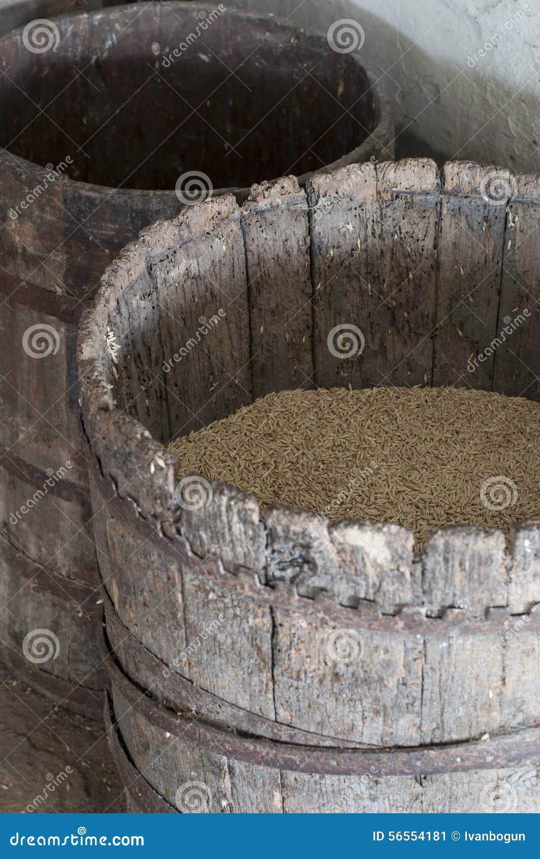 Barley grain in barrel stock image. Image of wheat, family - 56554181