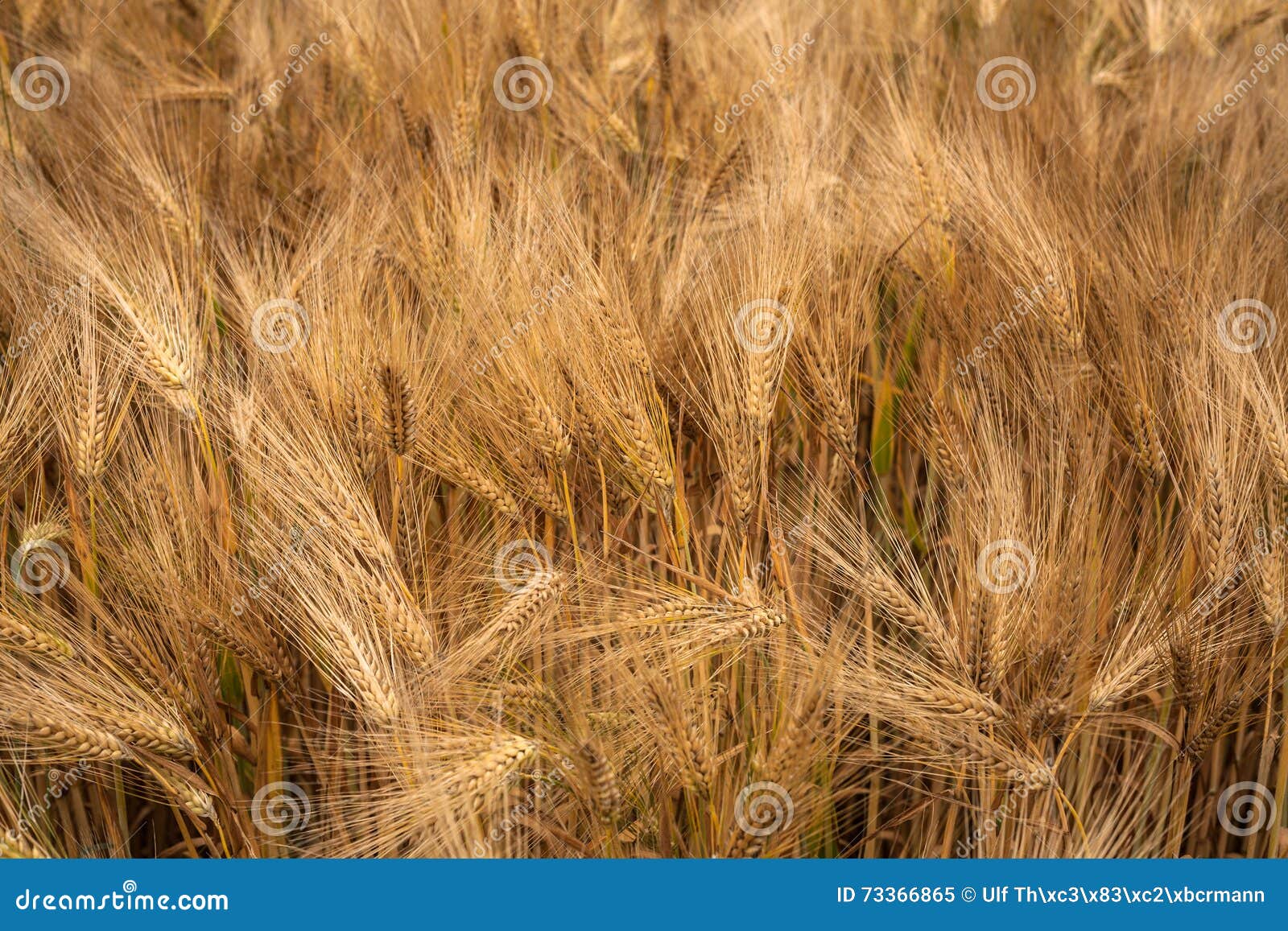 Barley Grain Corn Field stock image. Image of stem, natural - 73366865