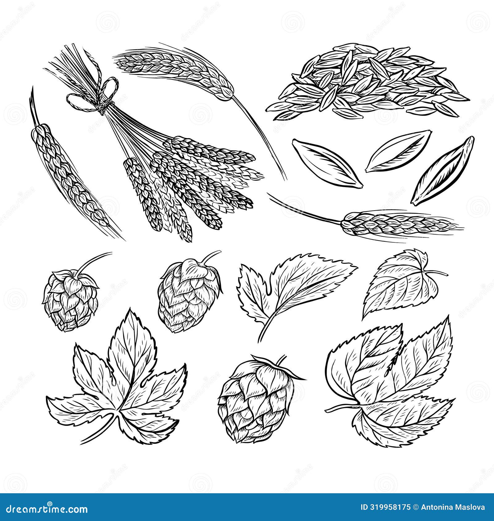 Barley, Grain Malt and Hops. Ingredients for Brewing. an Illustration ...