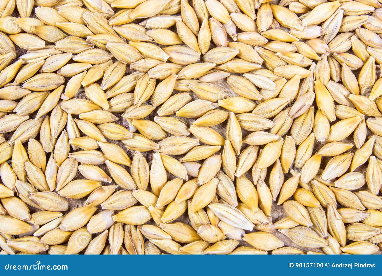 Barley Grain or Seeds CloseUp. Stock Photo - Image of diet, supplements ...