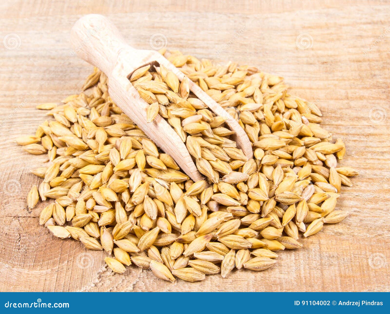 Barley Grain or Seeds CloseUp. Stock Photo - Image of vegan, vegetarian ...