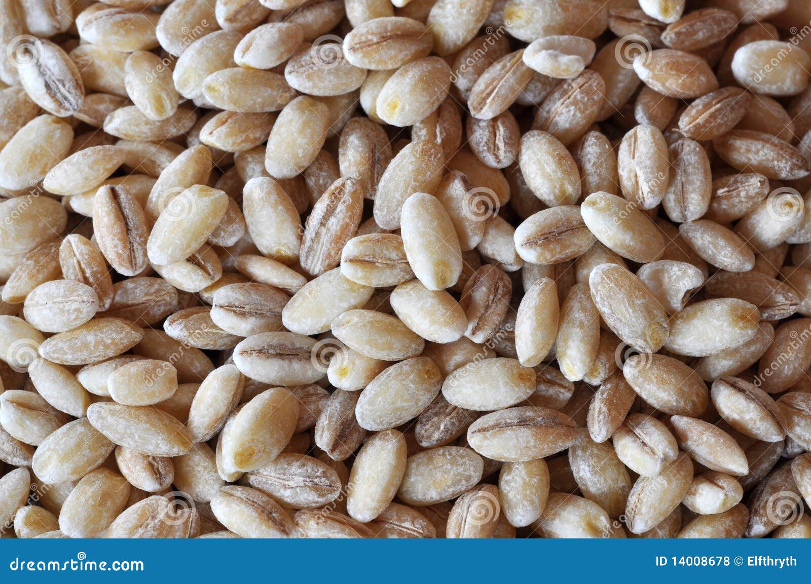 Barley grains stock photo. Image of kitchen, vegan, health - 14008678