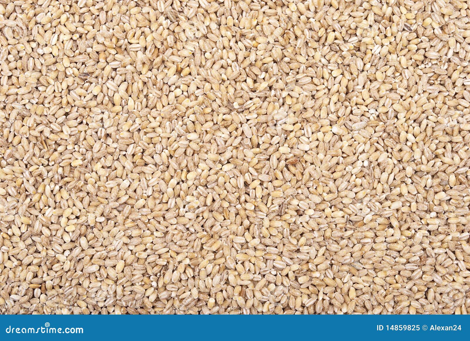 Barley grains stock image. Image of grain, food, pearl - 14859825
