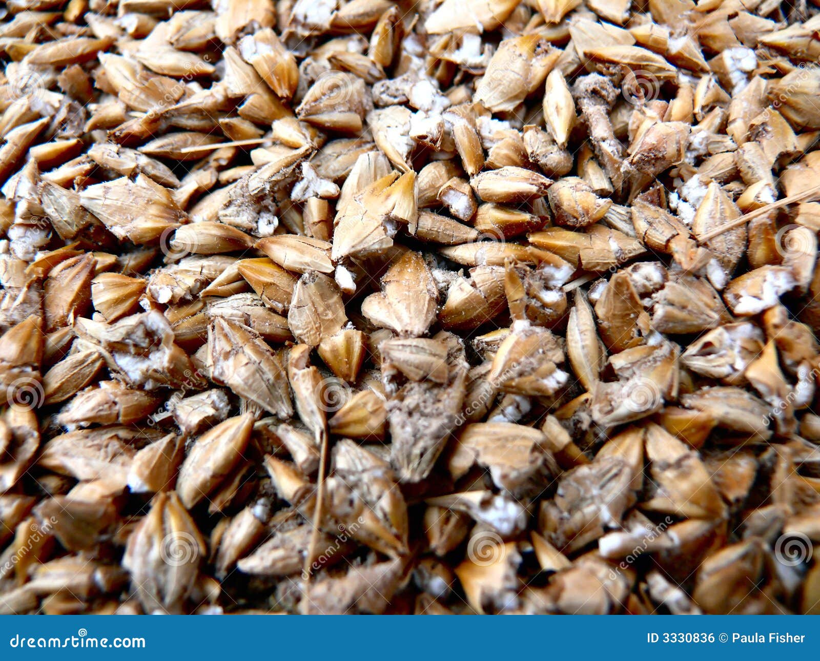 Barley Grains stock photo. Image of cereal, barley, harvest - 3330836