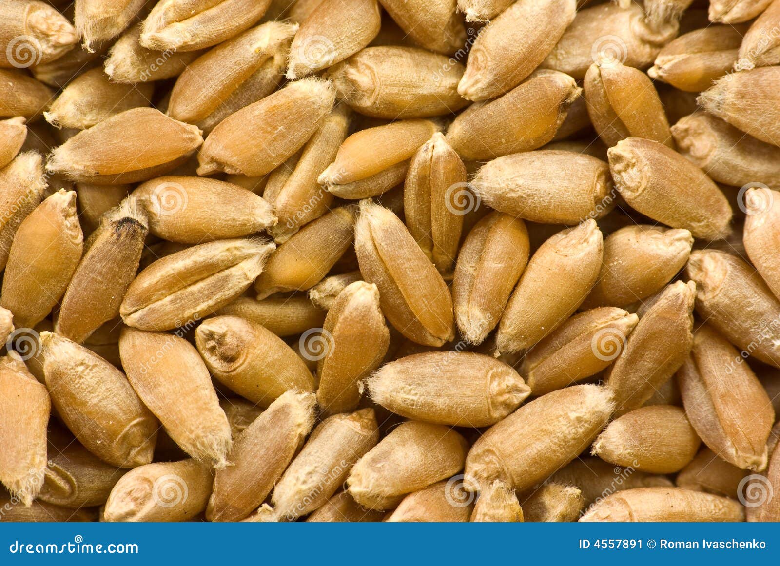 Barley grains stock image. Image of close, healthy, brown - 4557891