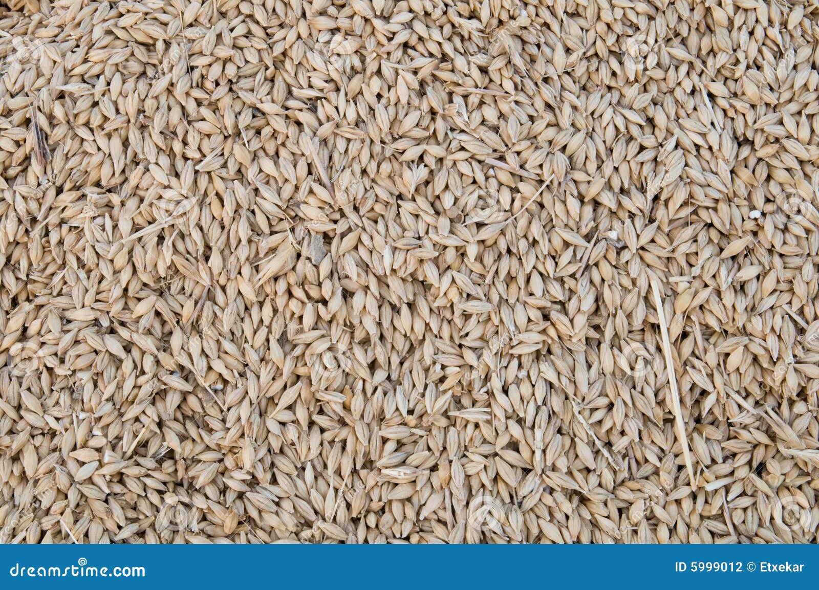 Barley grains stock photo. Image of neck, bread, background - 5999012