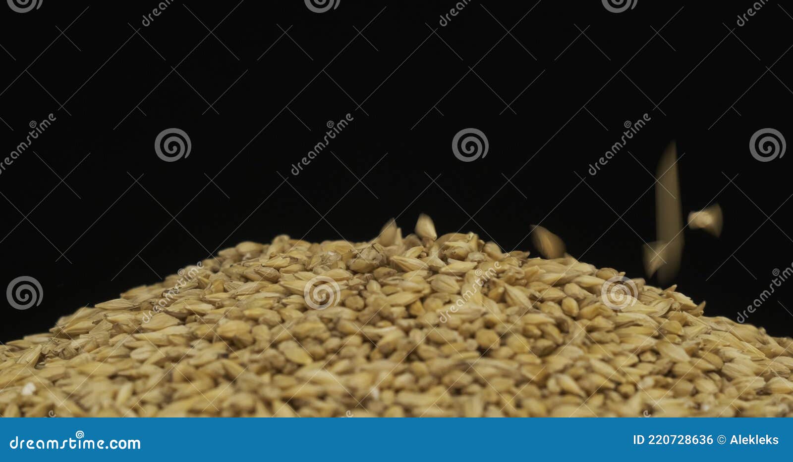 Barley Grains Fall Onto the Rotating Grain Pile. Falling Grain in the ...
