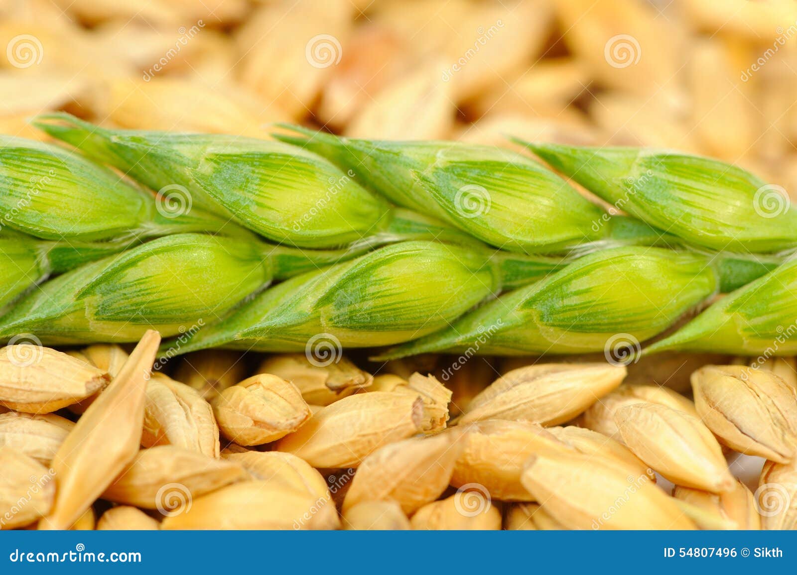 Barley Grains and Green Ear Macro Stock Photo - Image of dietary ...