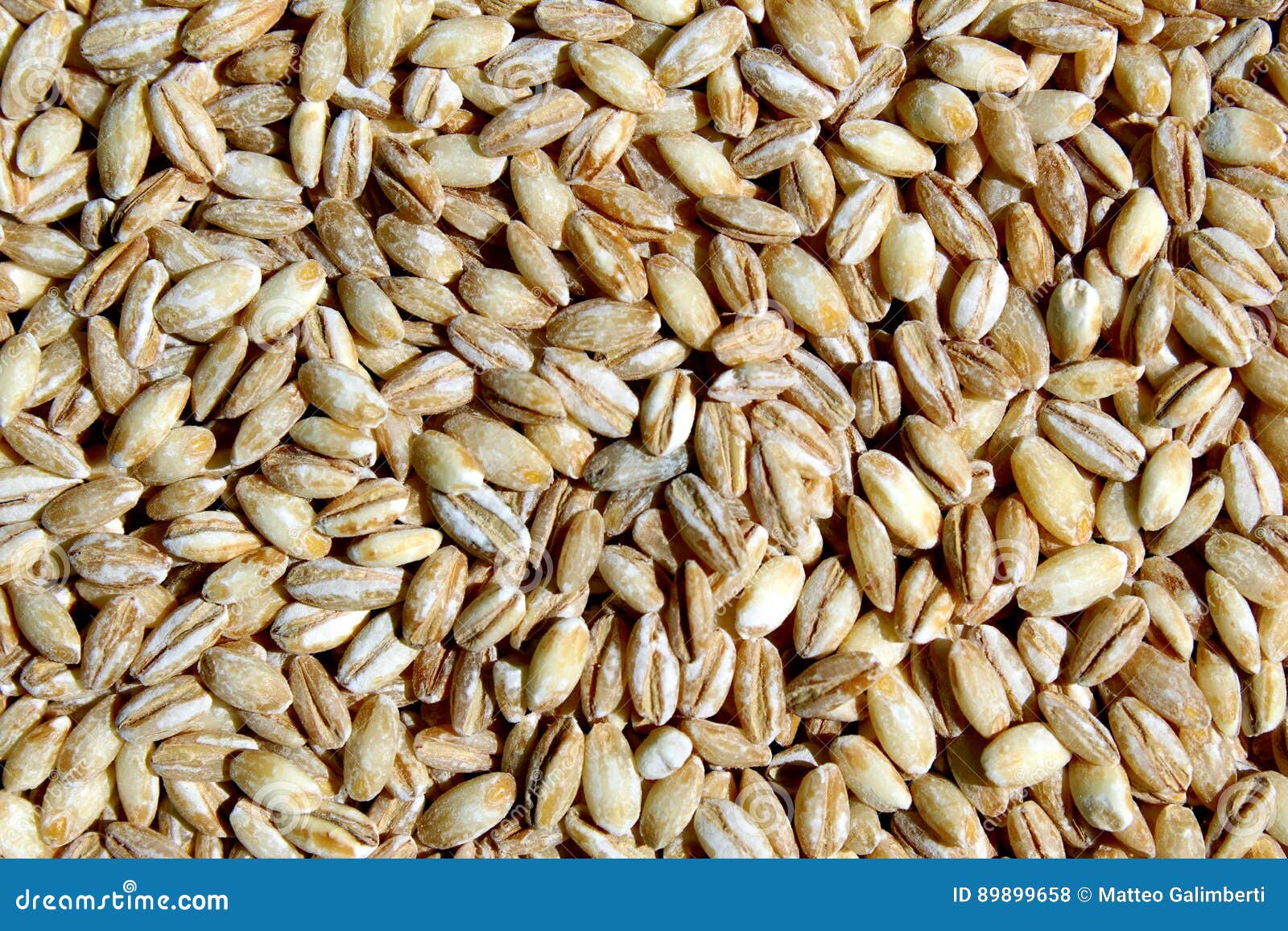 Barley grains stock photo. Image of ingredient, corn - 89899658