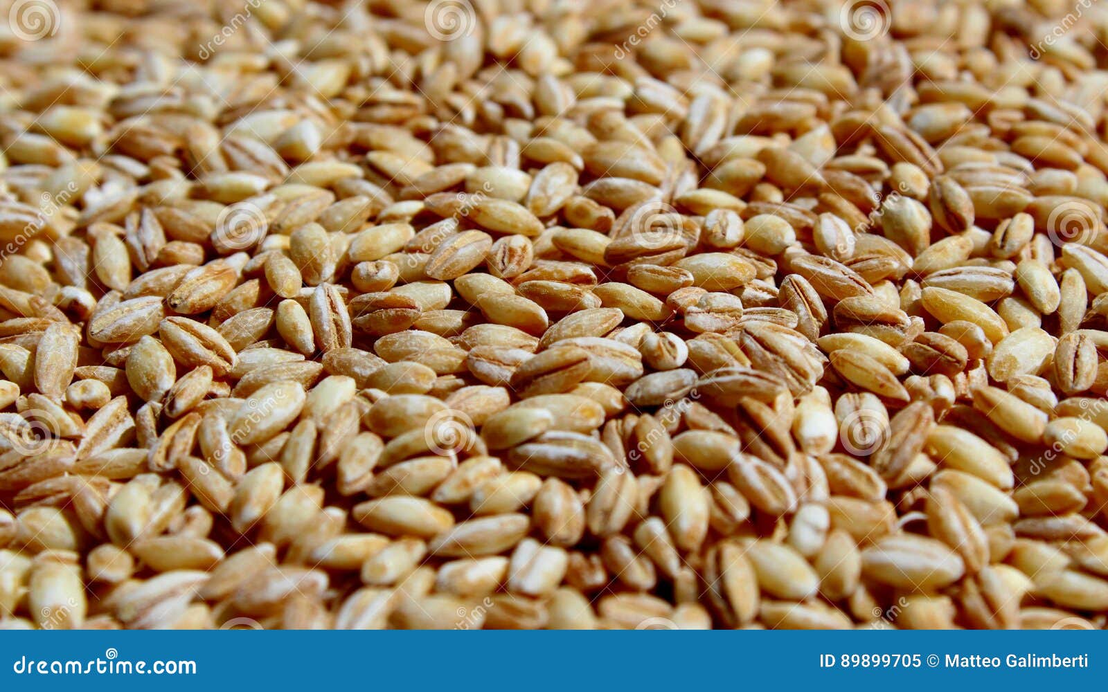 Barley grains stock image. Image of healthy, barley, corn - 89899705