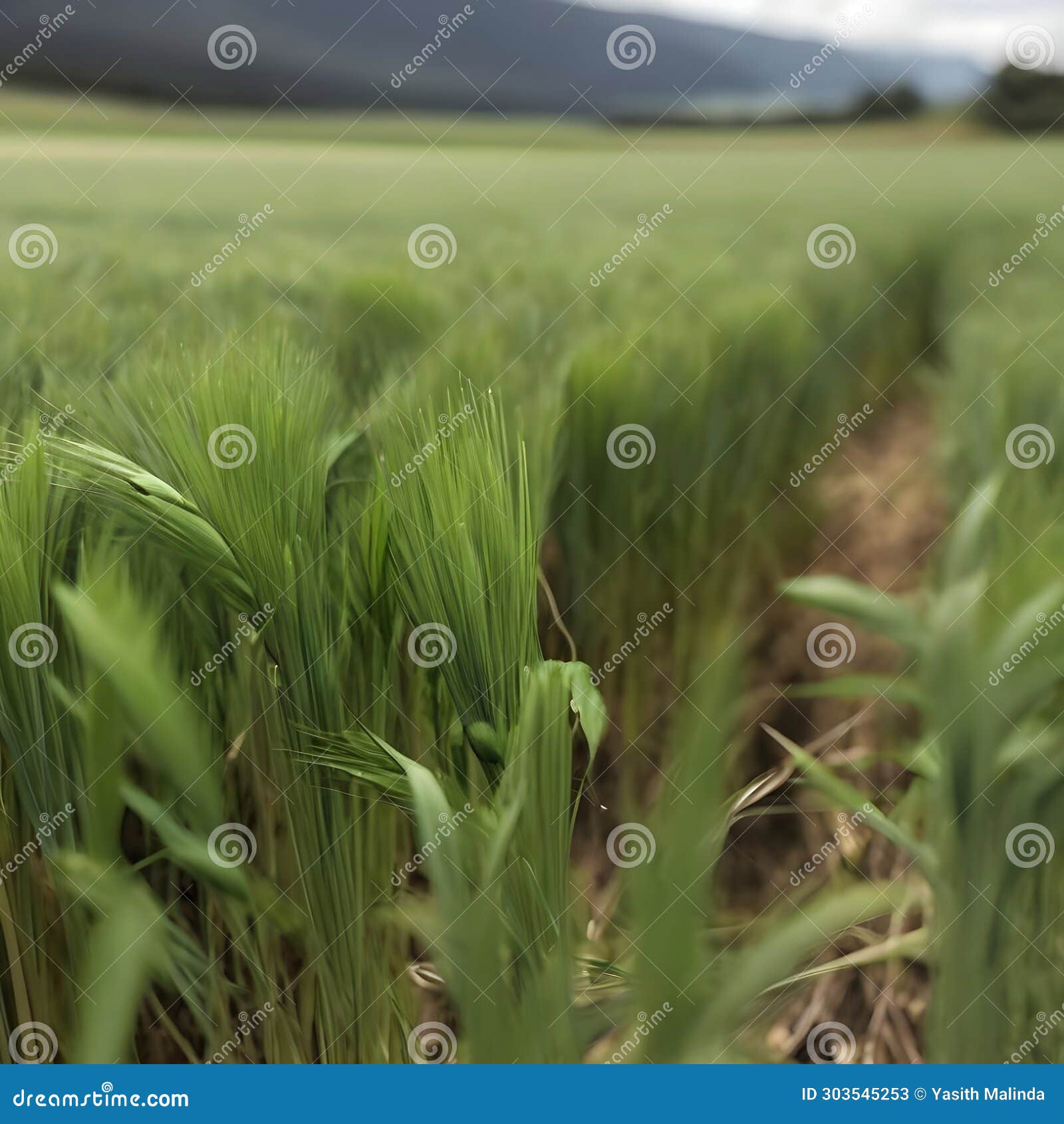Barley Grass And Powder Vector Superfood Drawing. Isolated Hand Drawn ...