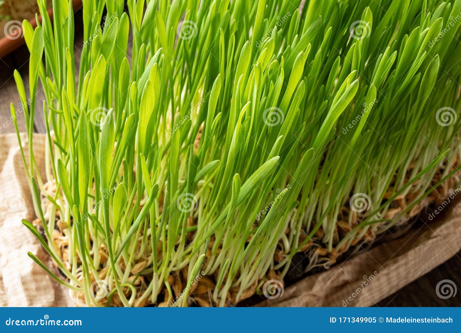 Barley Grass Freshly Grown at Home in Soil Stock Image - Image of ...