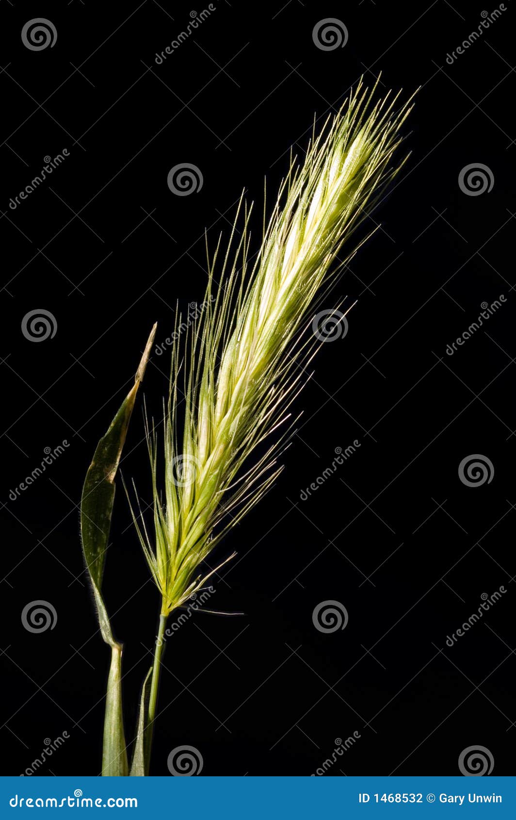 Barley Grass Macro stock photo. Image of closeup, seed - 1468532