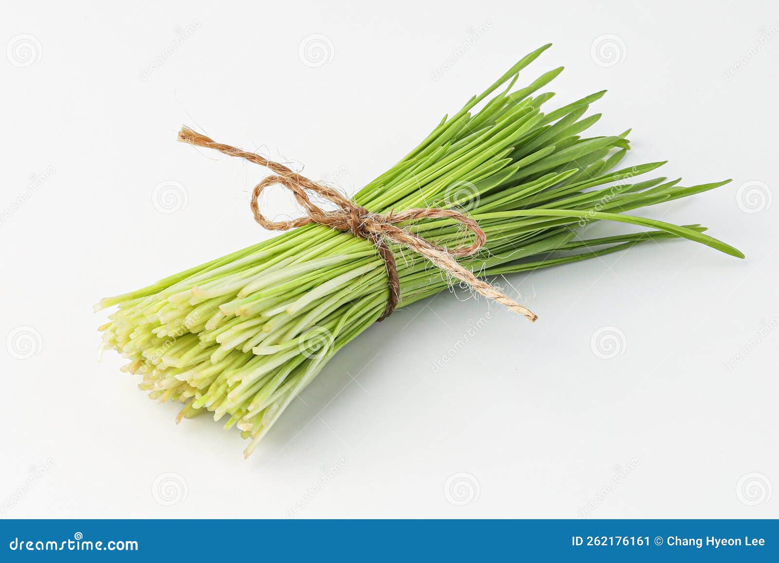 Barley Grass, Sprout Barley Stock Image - Image of eating, detox: 262176161