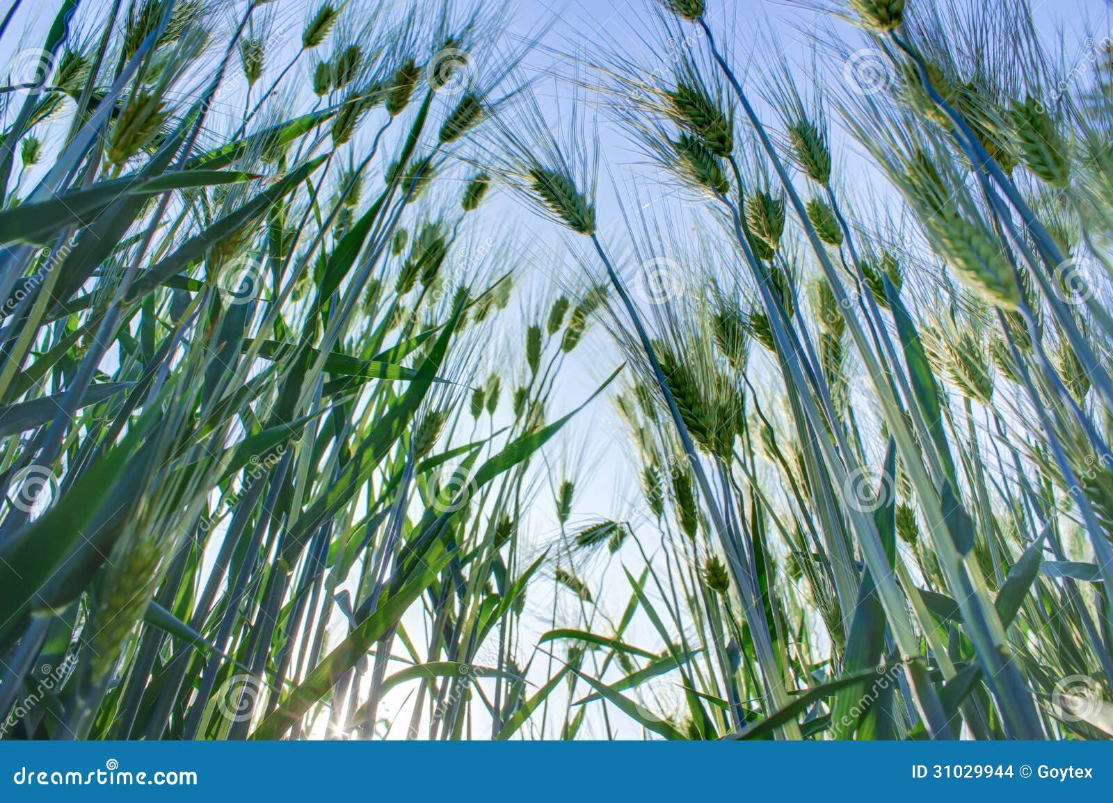 Barley stock photo. Image of growing, grass, green, feed - 31029944