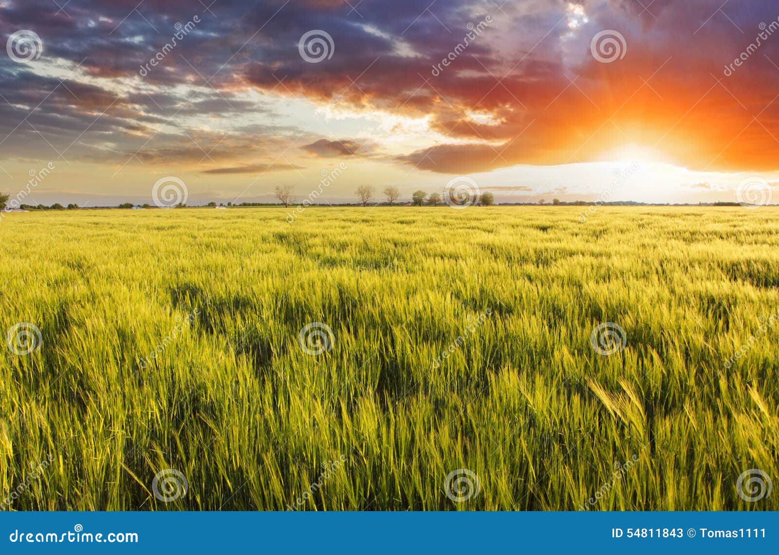 Barley Green Spring Wheat Field - Meadow Stock Image - Image of crop ...