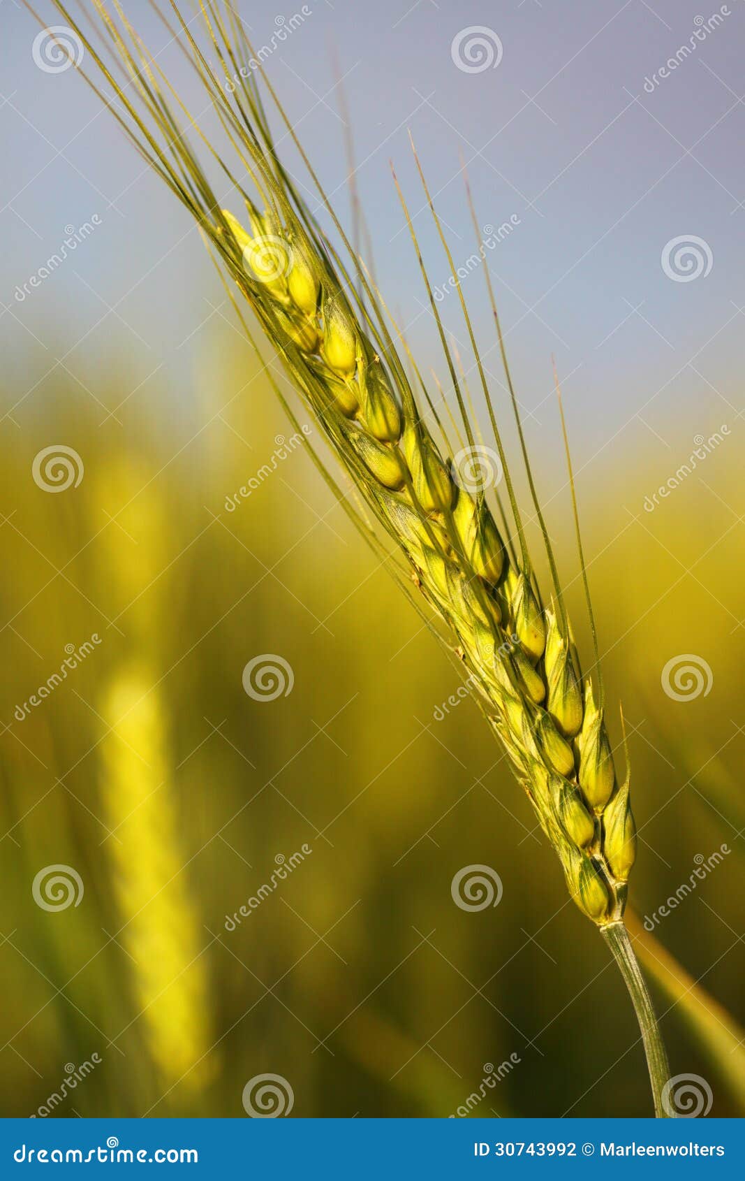 Barley stock photo. Image of cultivate, barley, harvest - 30743992