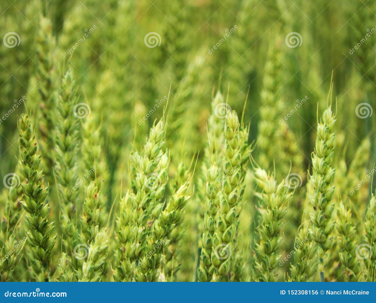 Barley Grain Growing in the Finger Lakes Early Summer Stock Photo ...