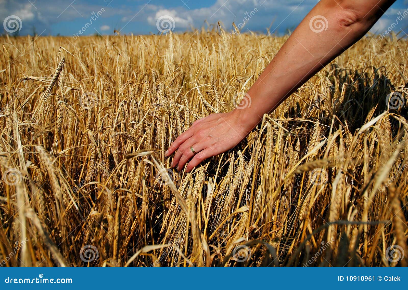 Barley and hand stock image. Image of golden, gold, cultivate - 10910961