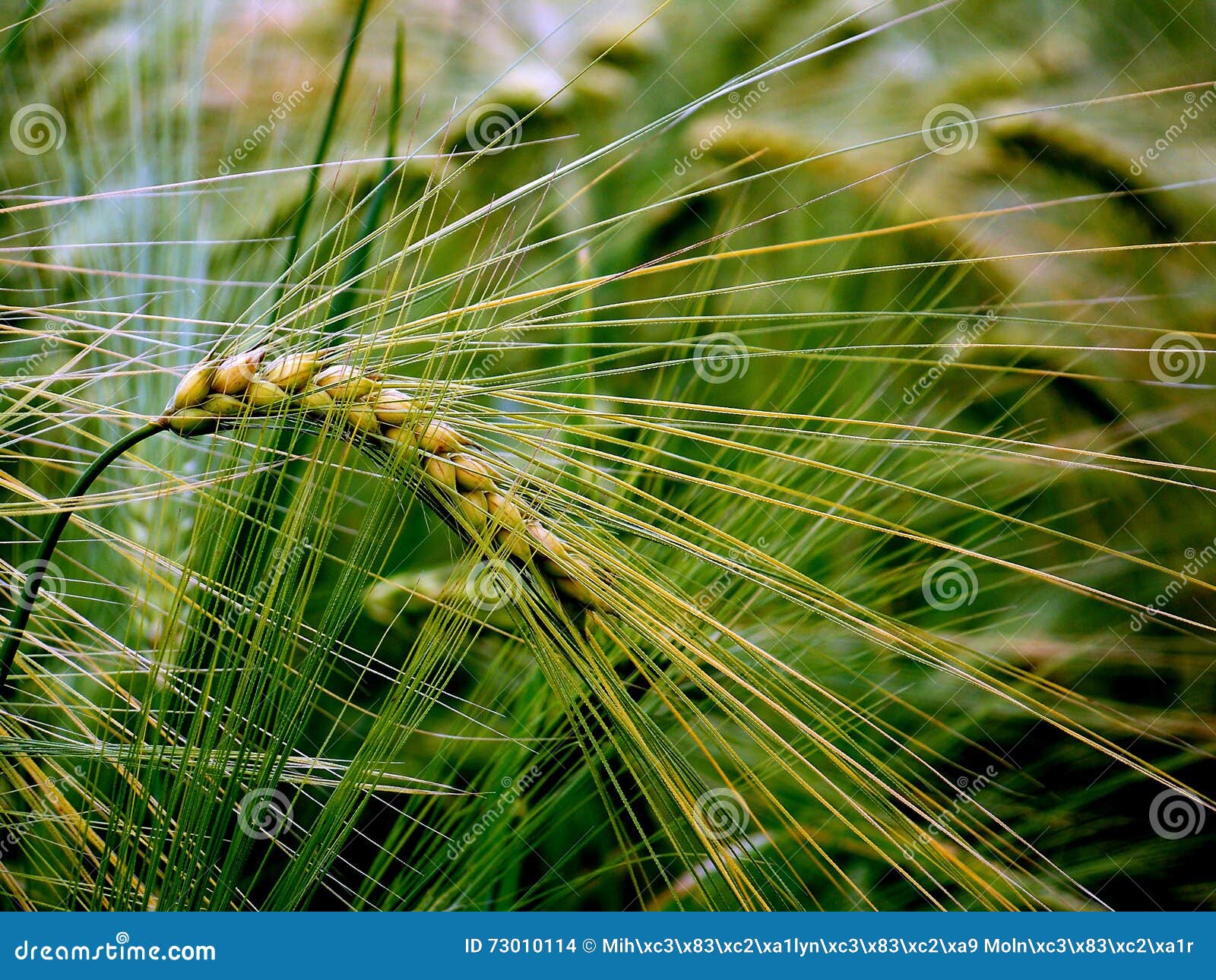 Barley head stock photo. Image of head, wheat, crops - 73010114