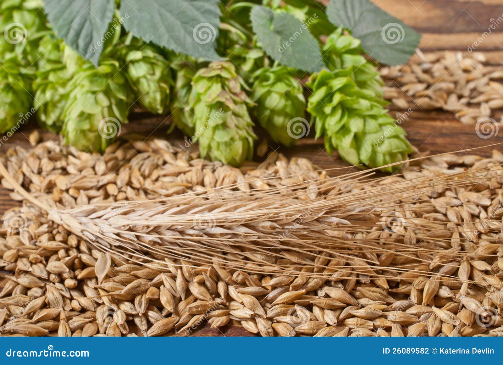 Barley with hop cones stock photo. Image of leaves, ripe - 26089582