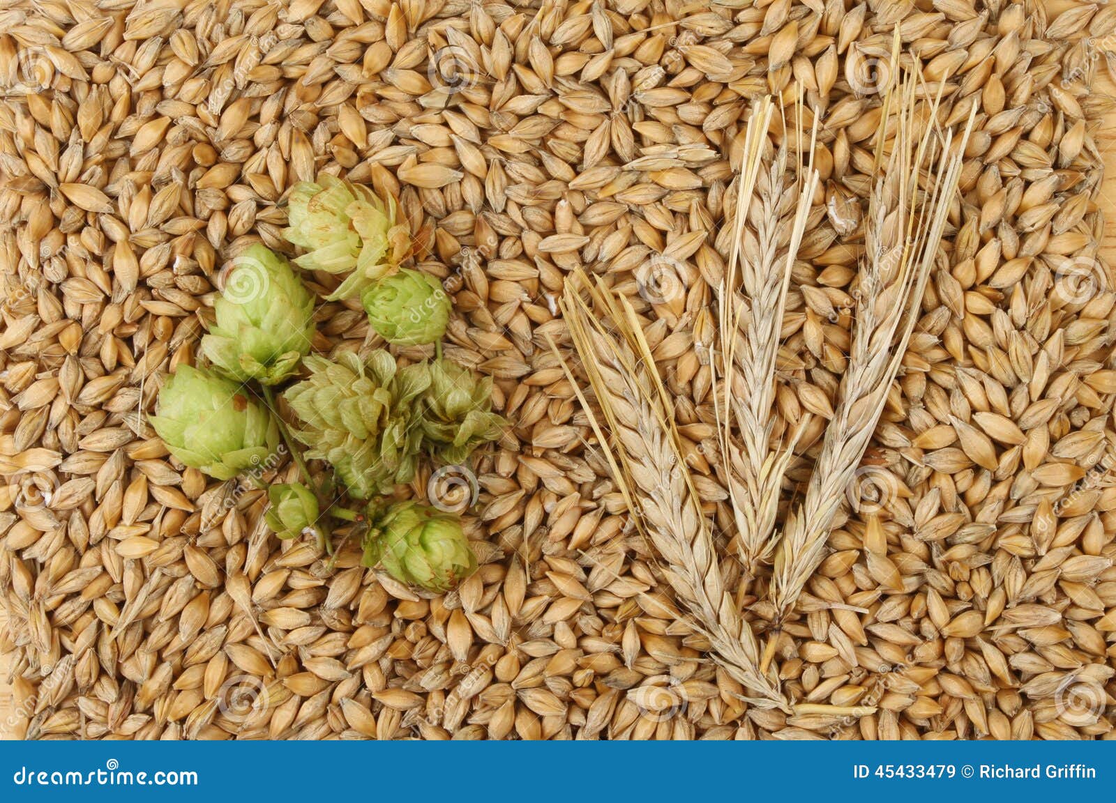 Barley and hops stock image. Image of seed, cereal, ingredient - 45433479