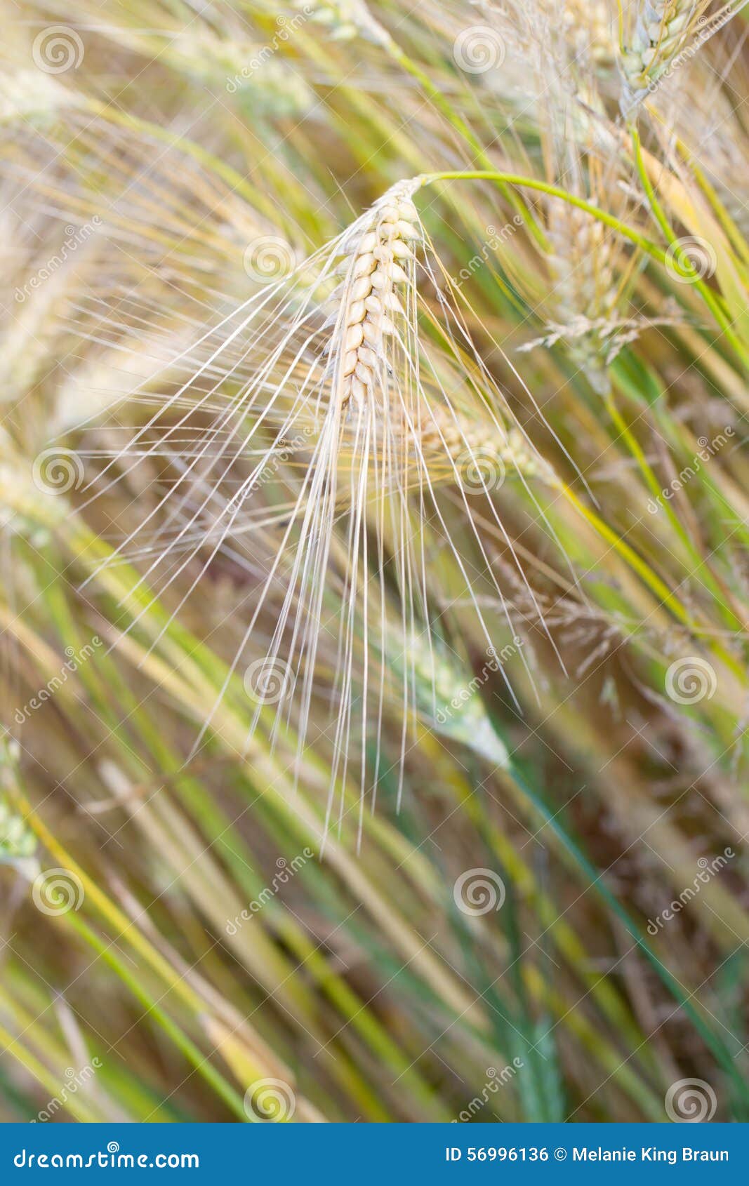 Barley (Hordeum vulgare) stock photo. Image of harvest - 56996136