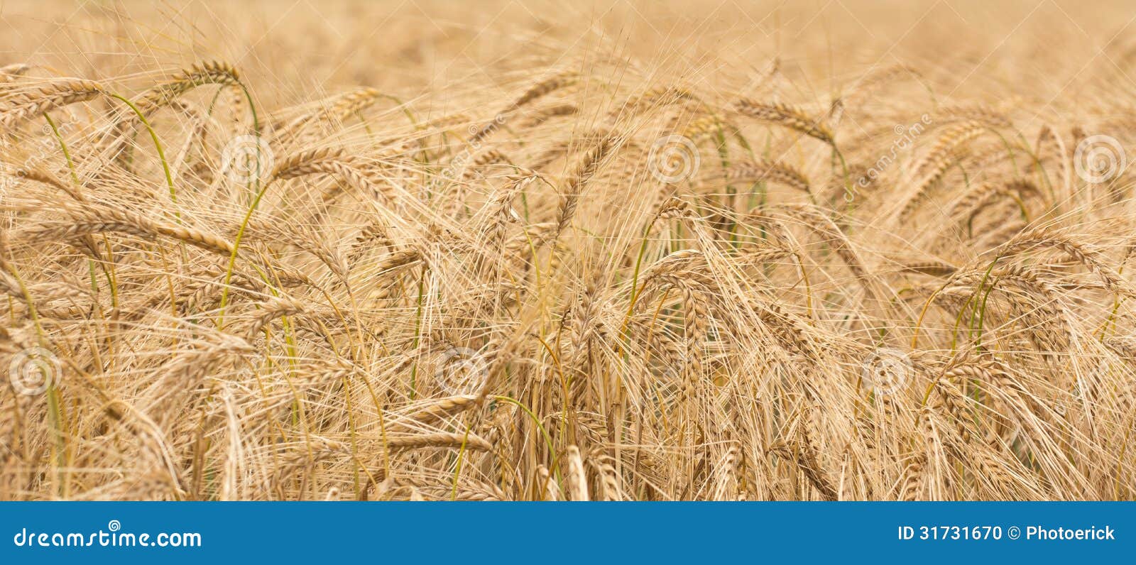 Barley stock photo. Image of ears, countryside, barley - 31731670