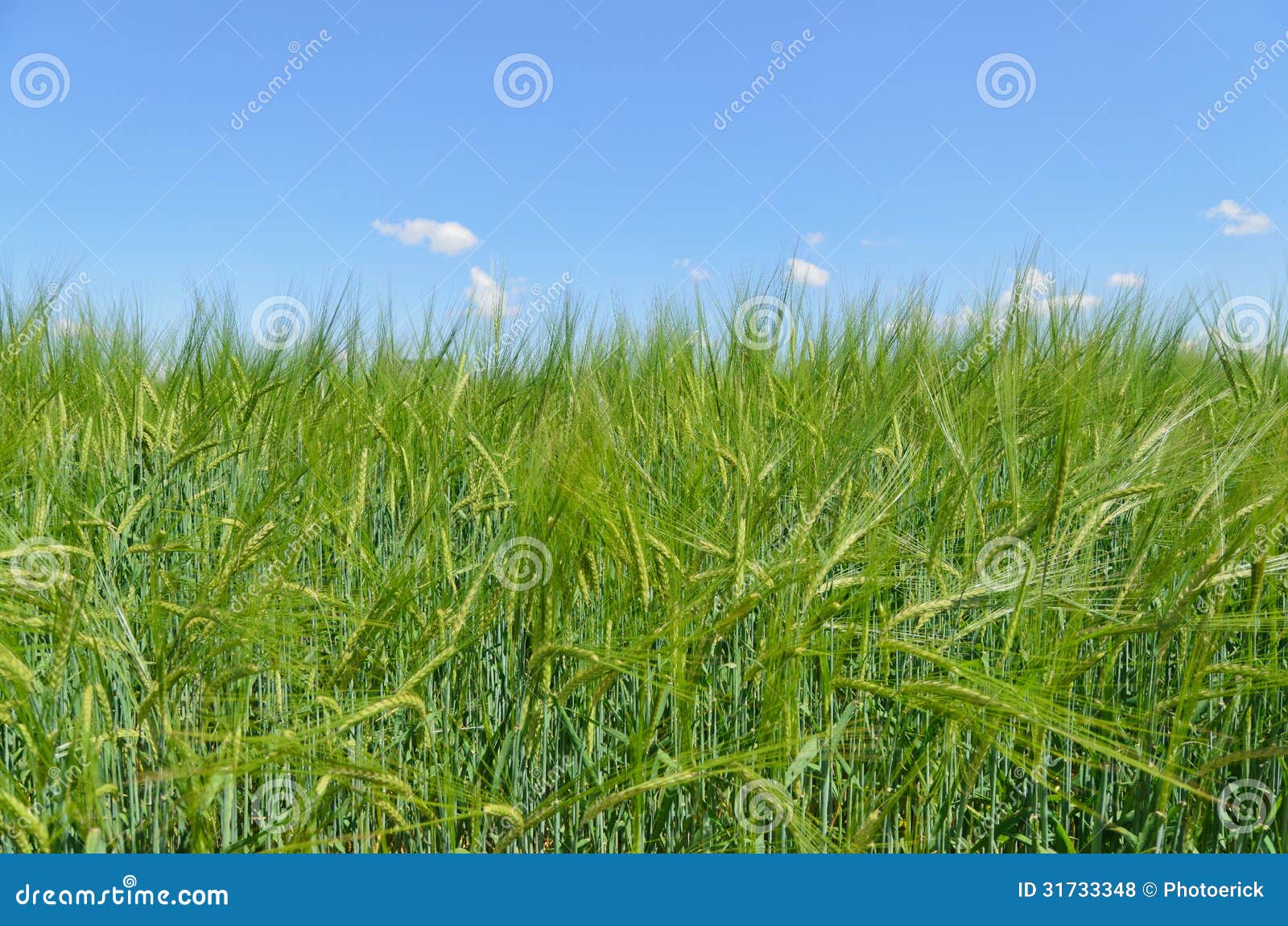 Barley stock photo. Image of cereals, biological, crop - 31733348