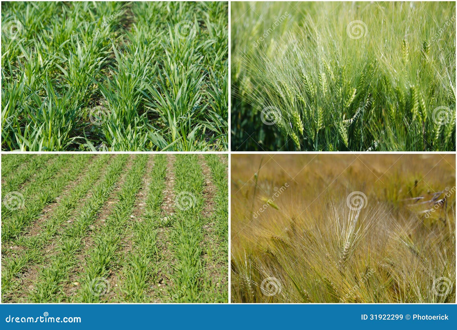 Barley stock image. Image of cultivation, feed, flour - 31922299