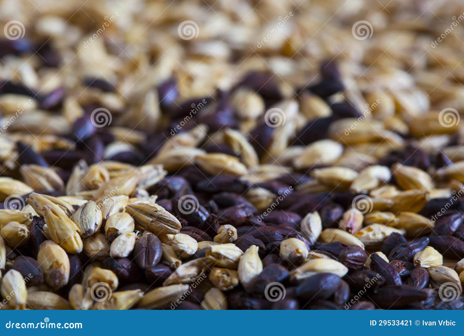 Barley malt stock image. Image of cereal, farming, husk - 29533421