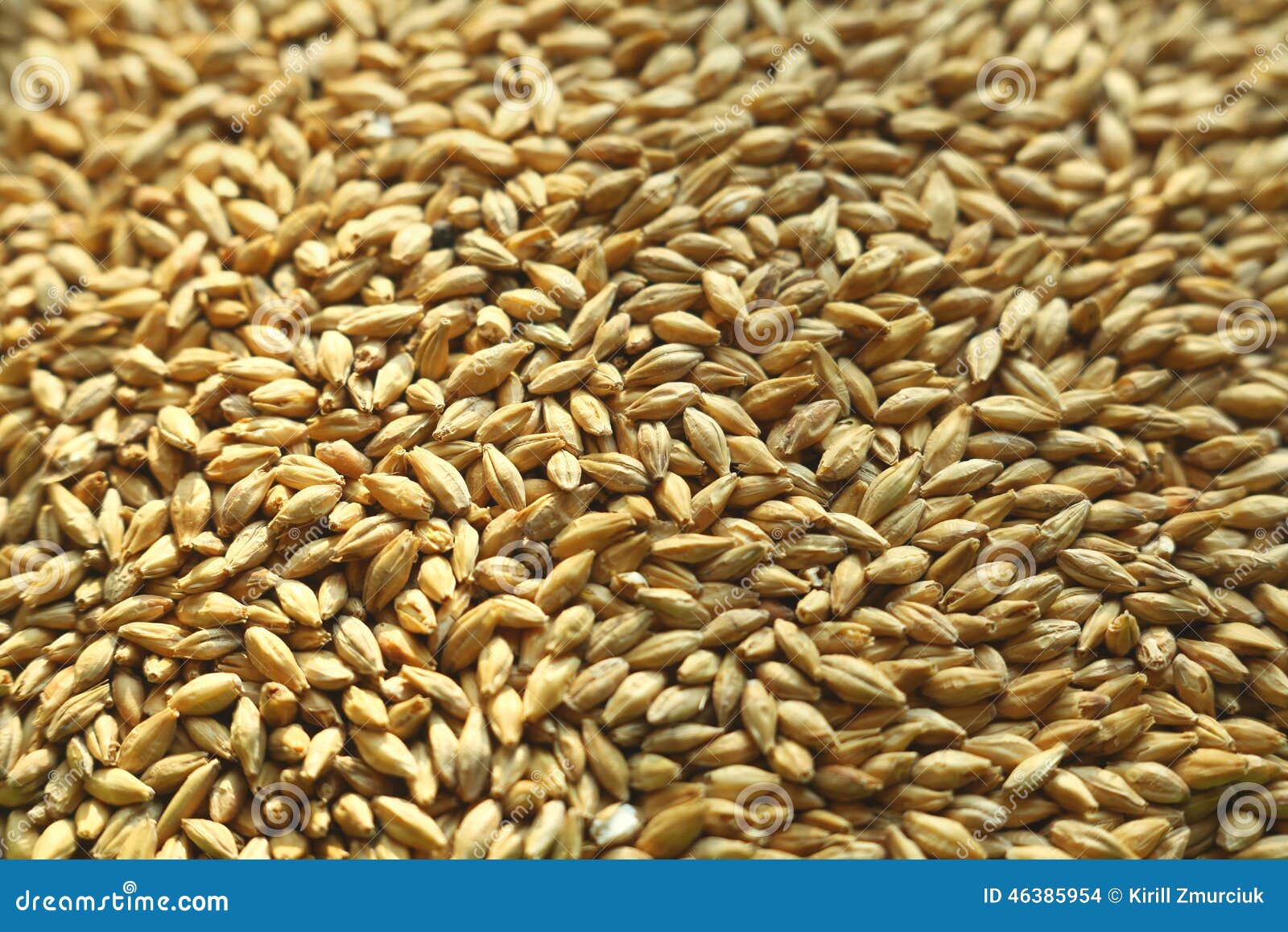 Barley malt stock photo. Image of texture, whisky, ingredient - 46385954