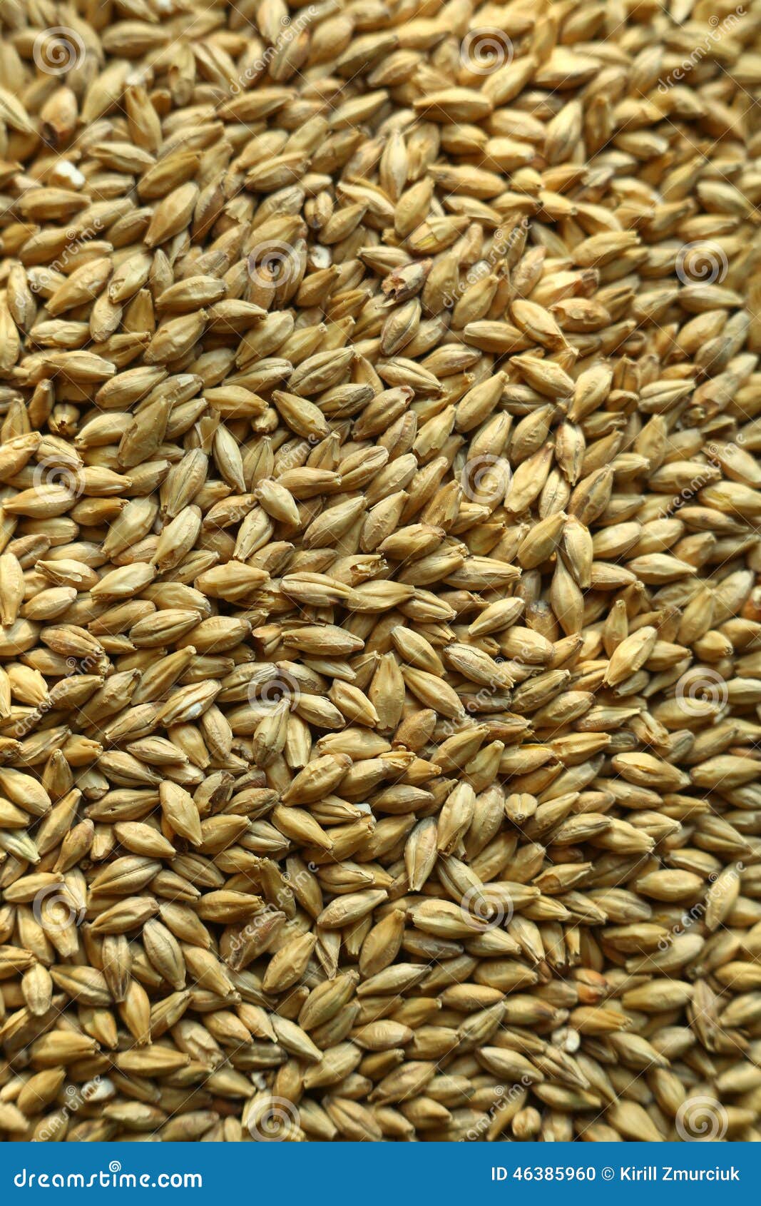 Barley malt stock photo. Image of mixture, malt, seed - 46385960