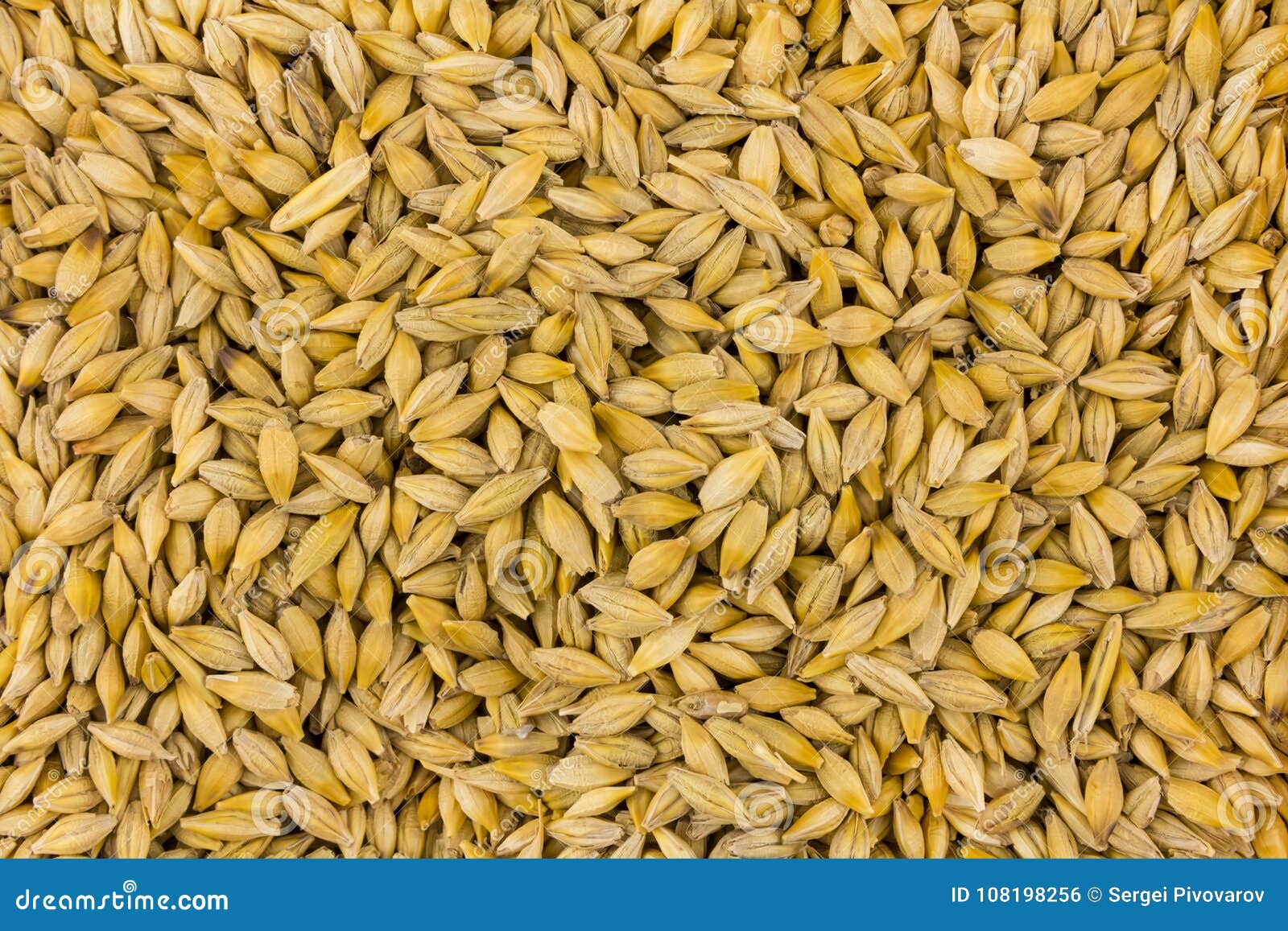 Barley Many Grains Base Pattern Background Natural Beige Yellow Shallow ...