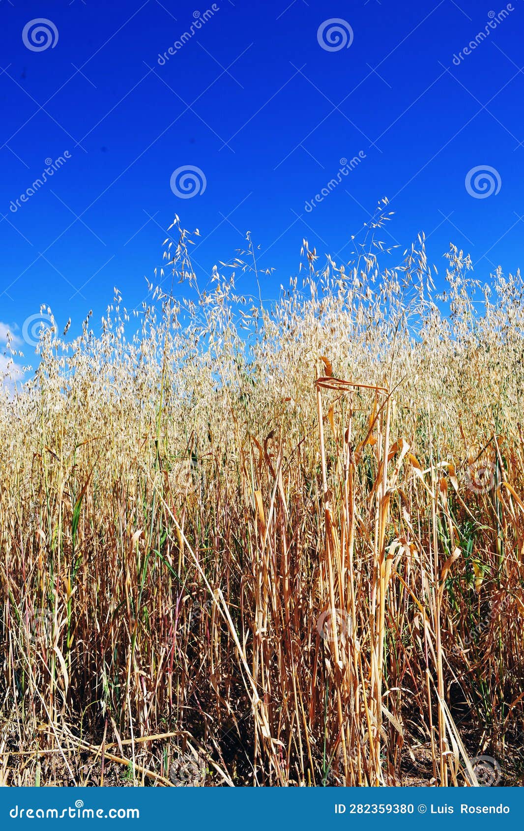 Barley Plantation with Blue Sky Cuzco Peru Stock Photo - Image of ...