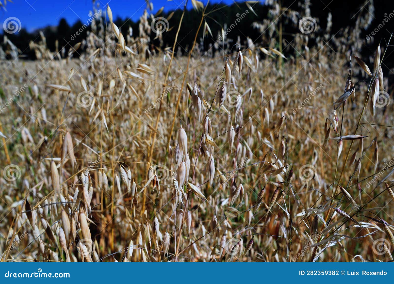 Barley Plantation with Blue Sky Cuzco Peru Stock Photo - Image of ...