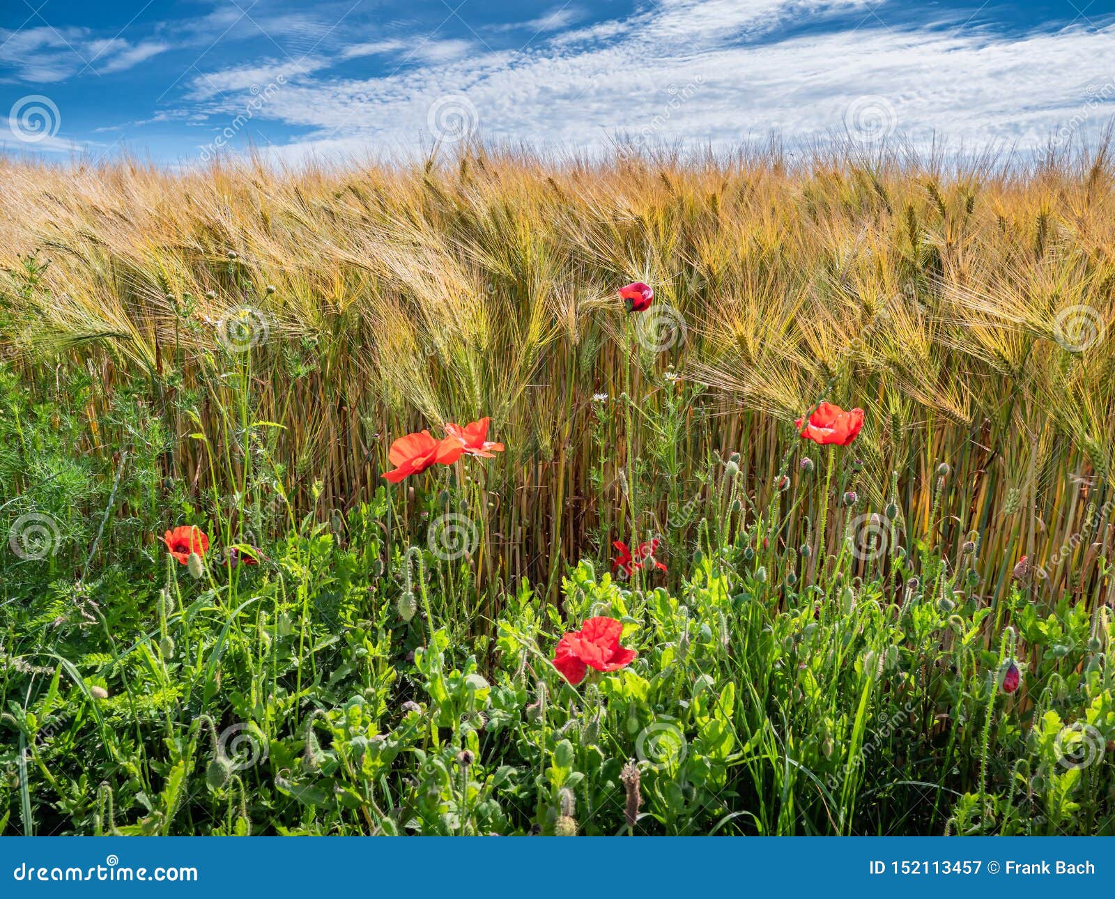 Barley and Poppies in a Danish Field Stock Image - Image of beautiful ...
