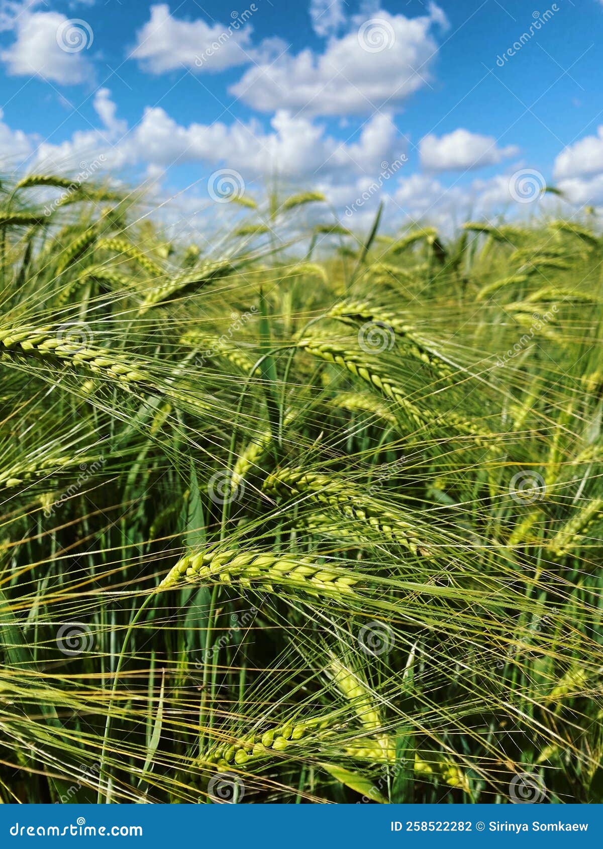 Barley Rice Field stock photo. Image of rice, good, barley - 258522282