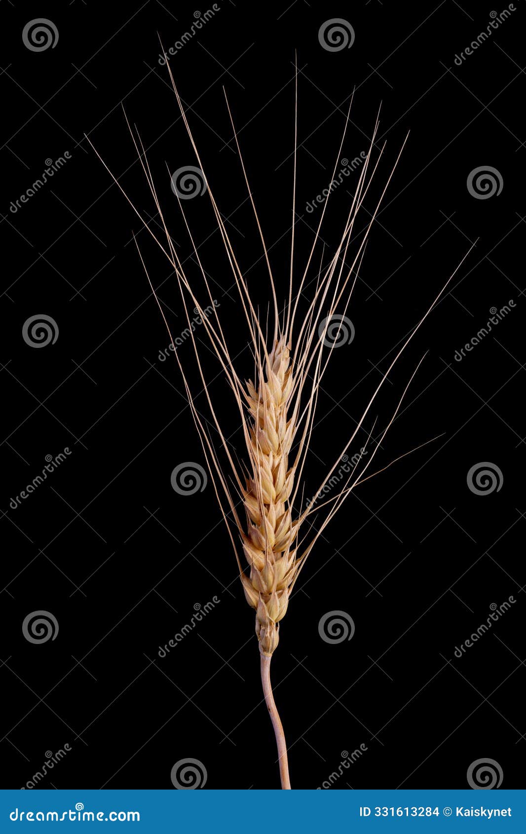 Barley Rice Isolated on Black Background. Cereal Plants Concept Stock ...
