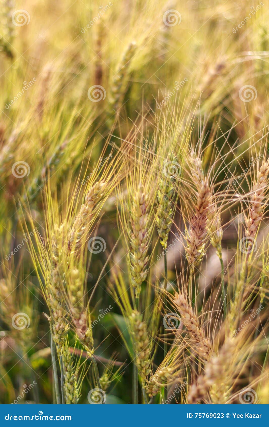 Barley Rice stock image. Image of landscaped, farm, color - 75769023