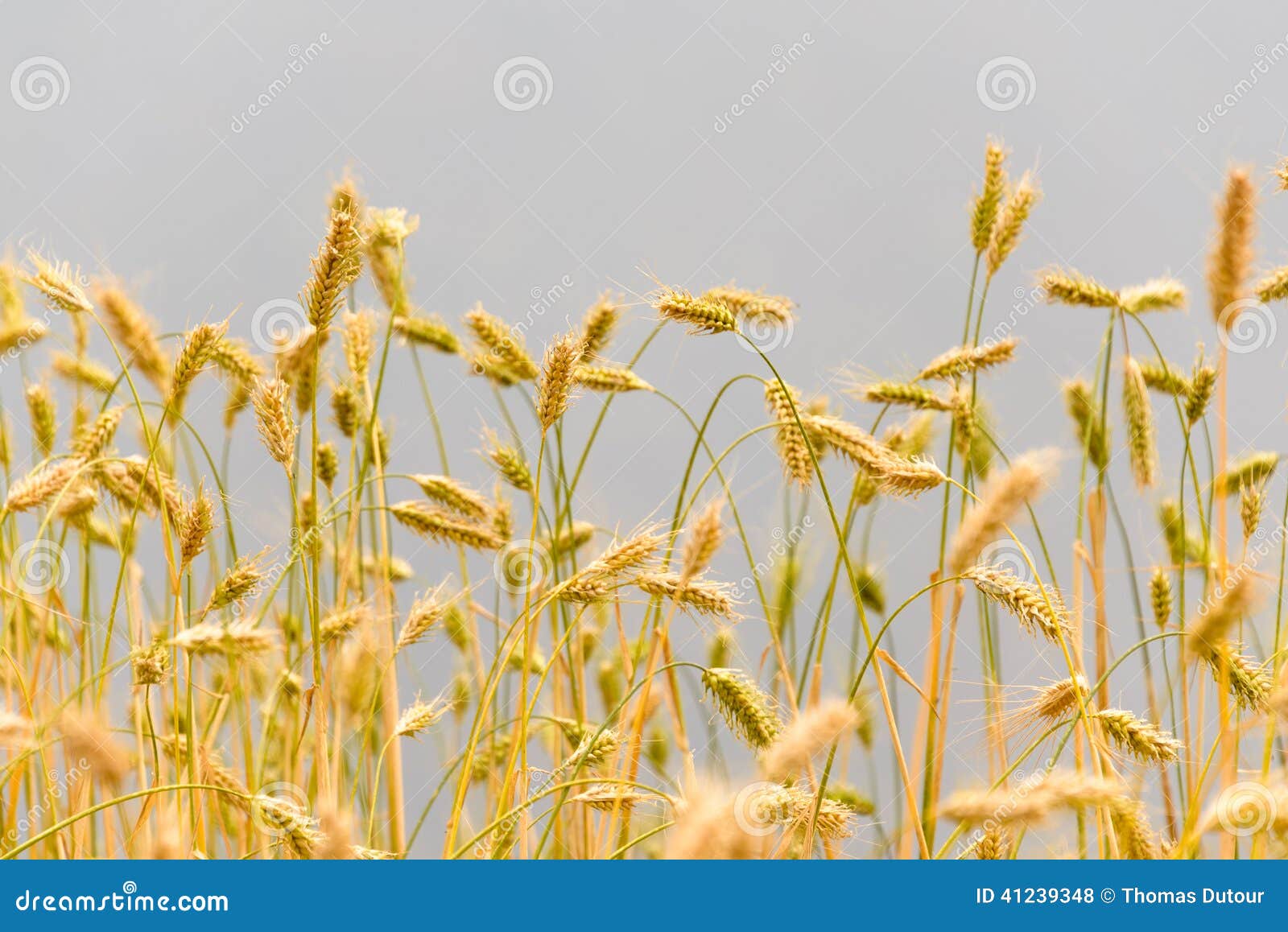 Barley stock photo. Image of agriculture, farming, background - 41239348
