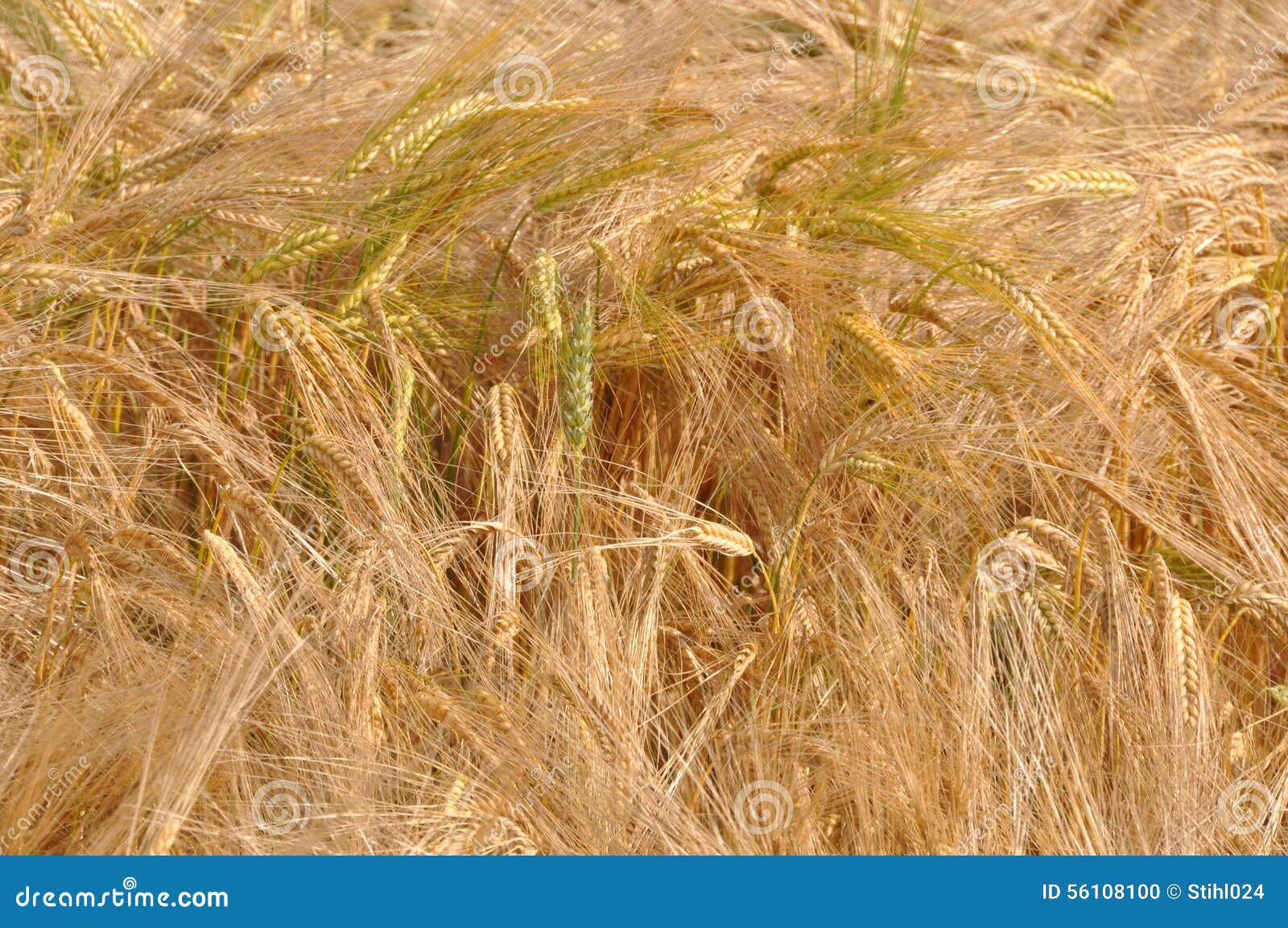Barley stock photo. Image of harvest, growing, supply - 56108100