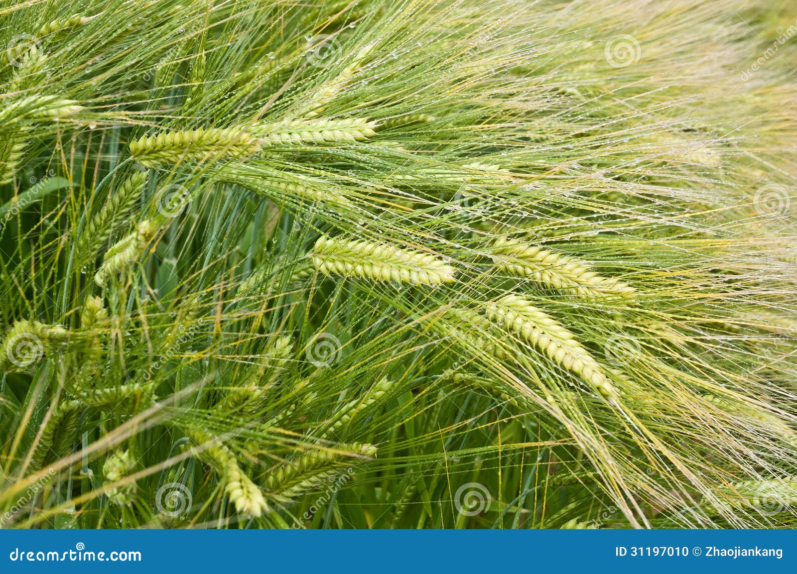 Barley stock photo. Image of mature, green, grain, detail - 31197010