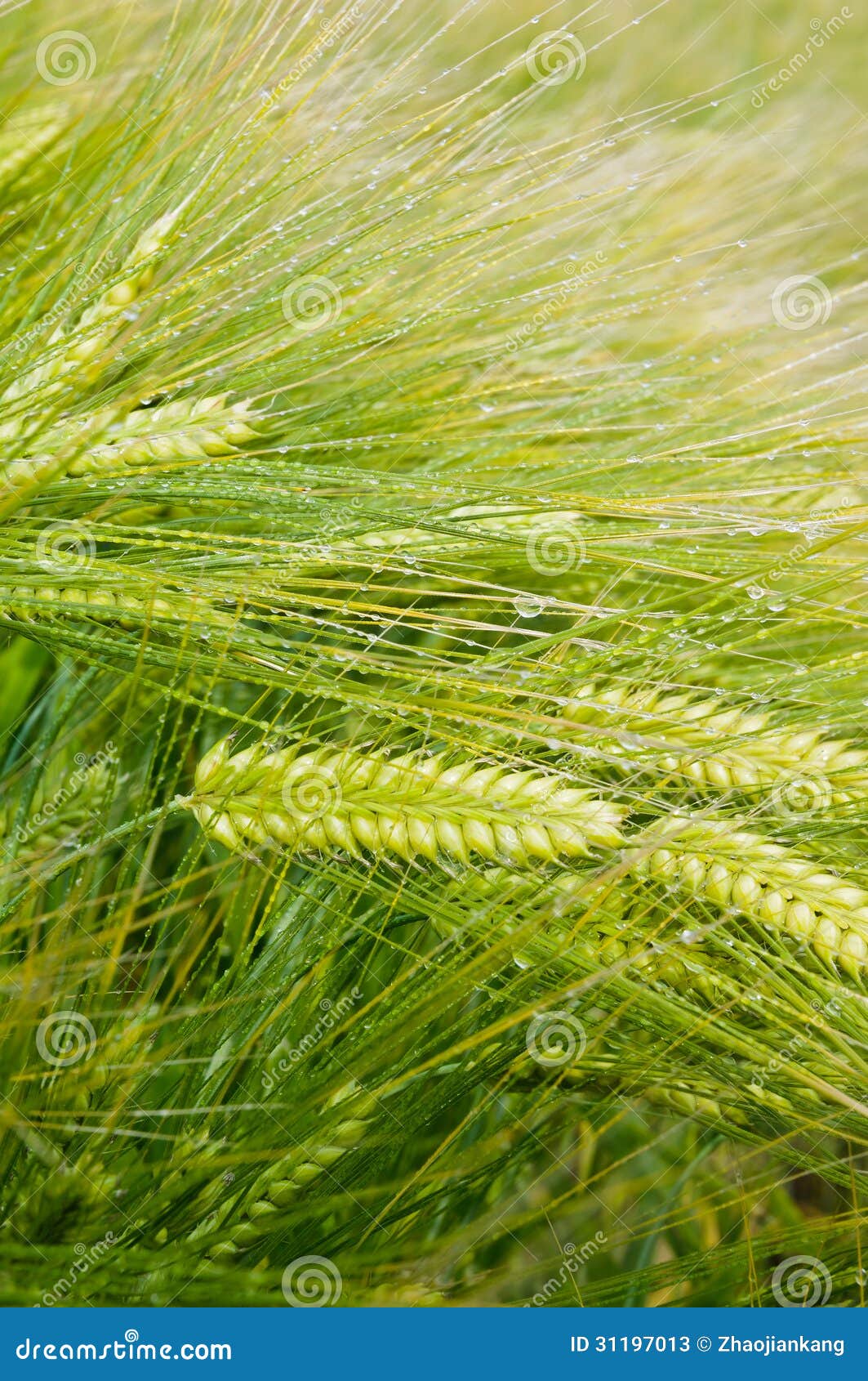 Barley stock image. Image of farming, fresh, grain, climate - 31197013