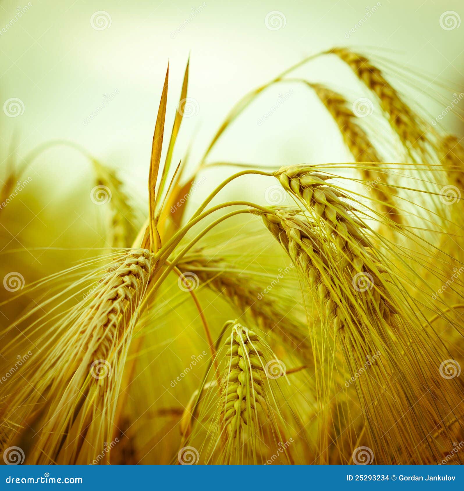 Barley - rye - oat stock photo. Image of closeup, harvest - 25293234