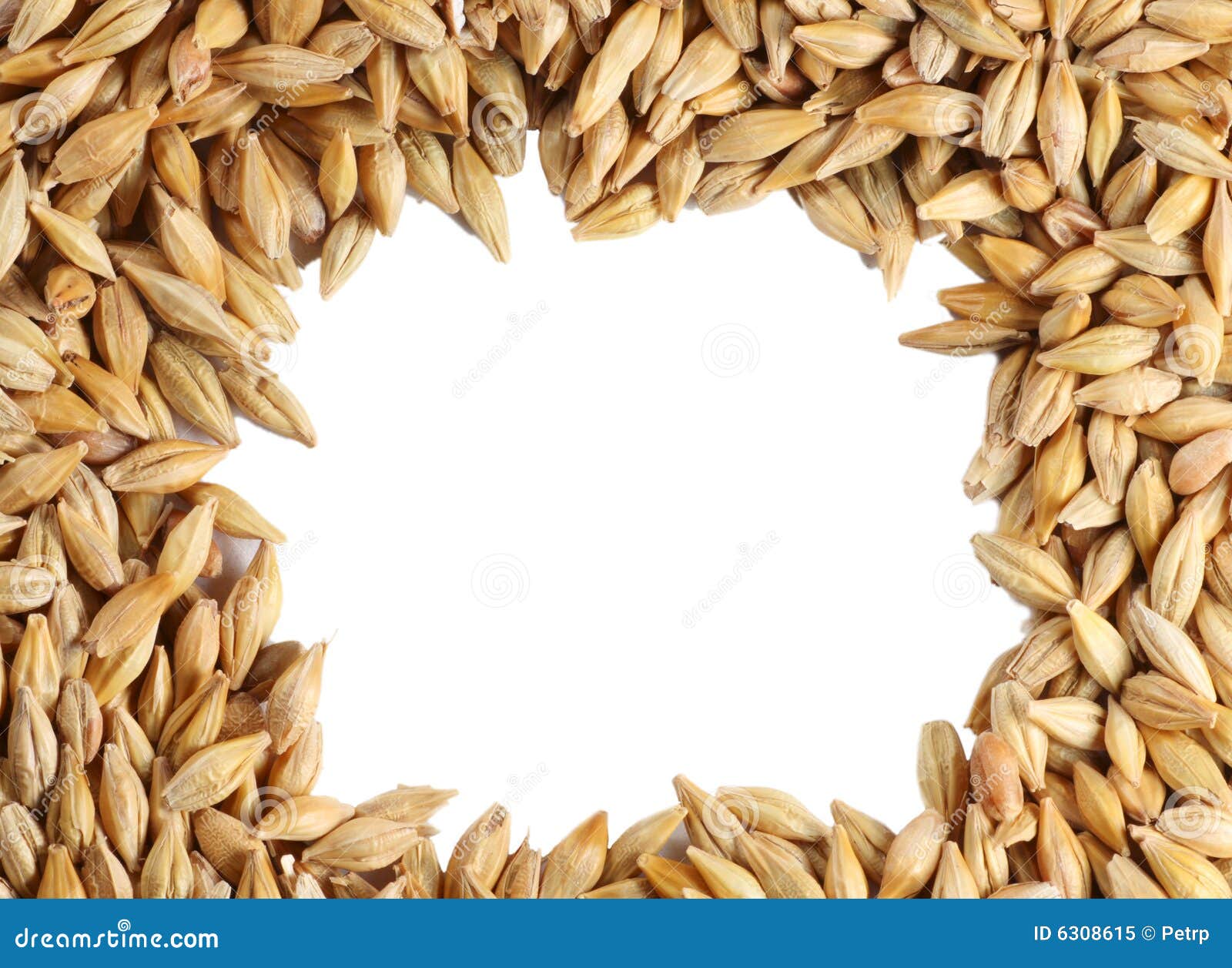 Barley seed close-up frame stock image. Image of food - 6308615